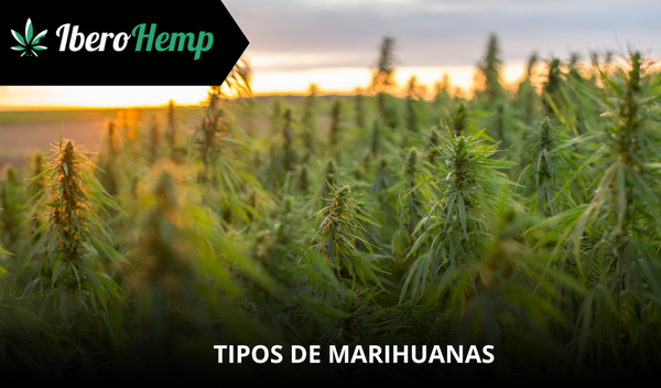 Types of marijuana: varieties and characteristics