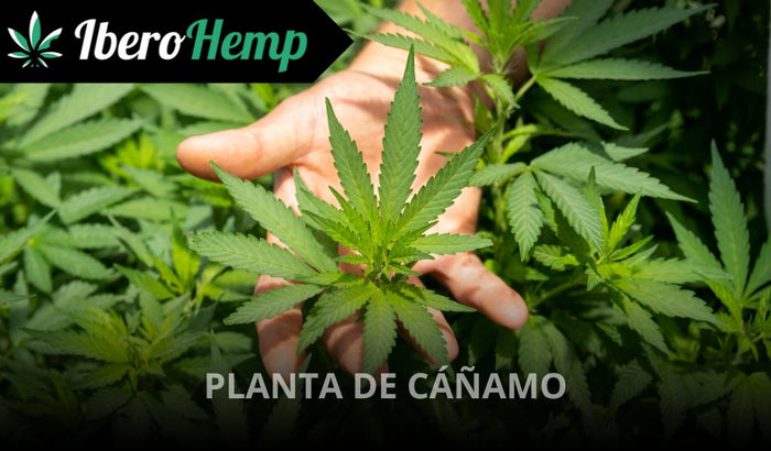 Cáñamo planta: ¿Qué es y cómo se cultiva? | Guía Completa