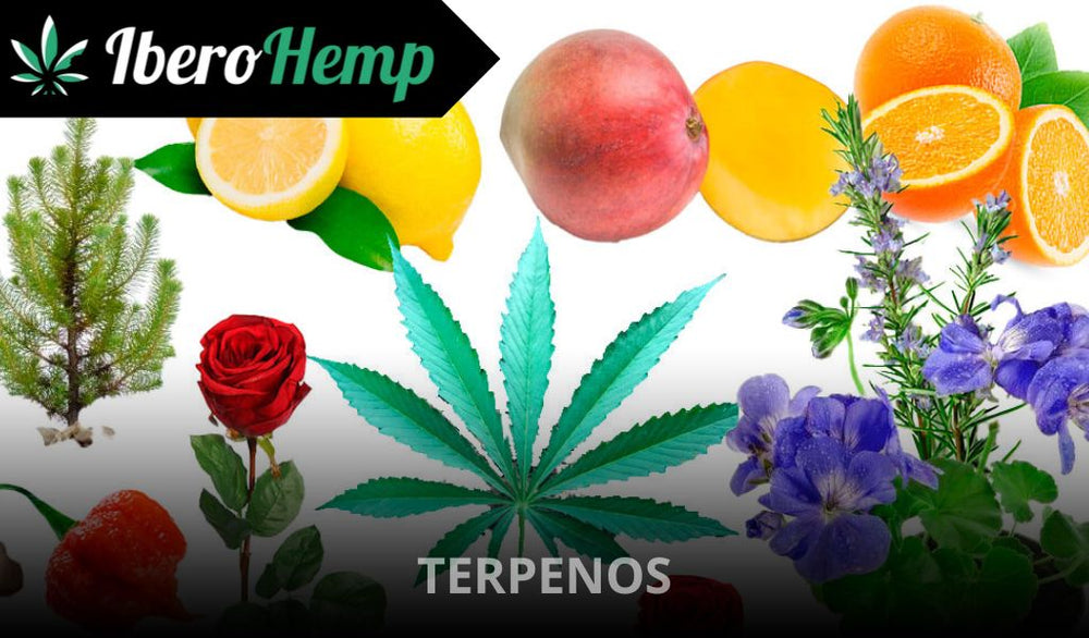 ¿Qué son los terpenos? Tipos y efectos