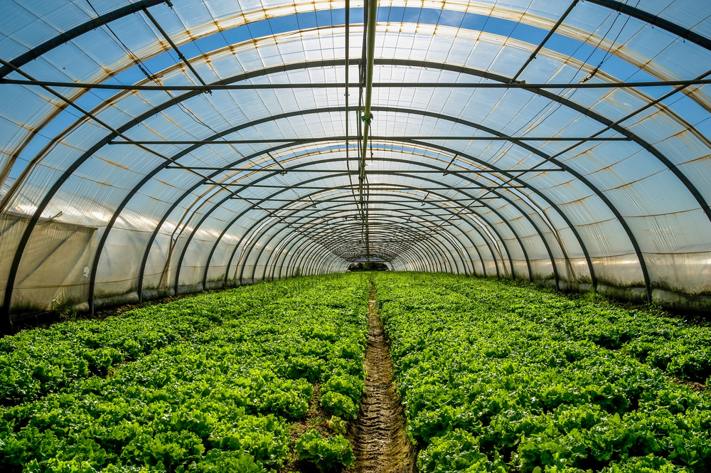 What is CBD cultivation like in greenhouses?