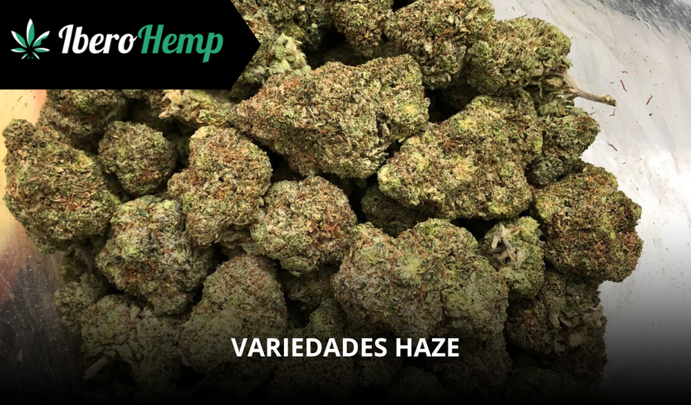 Todas las variedades Haze de CBD