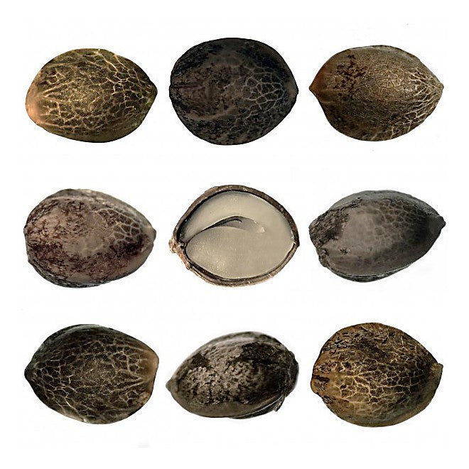 Certified CBD Bulk Seeds | KOMPOLTI | Industrial Hemp